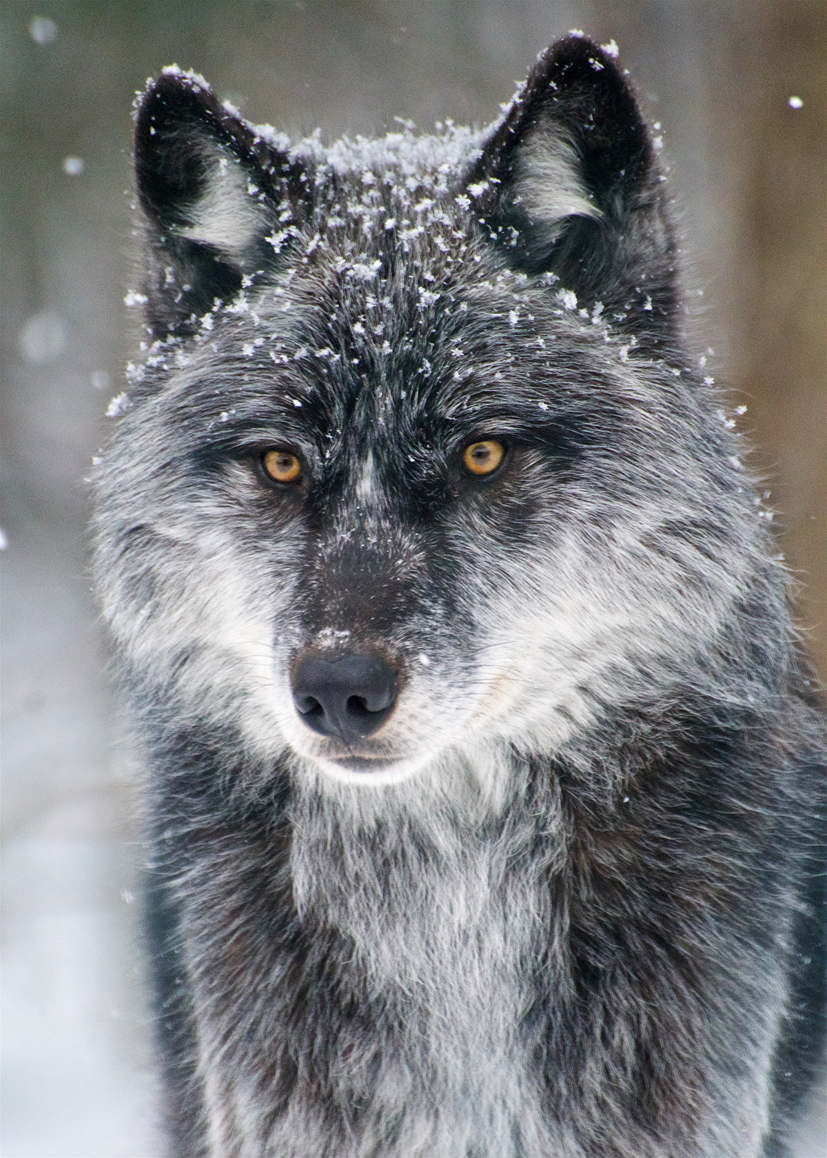 Haliburton Forest - Your Cottage Lifestyle Magazine